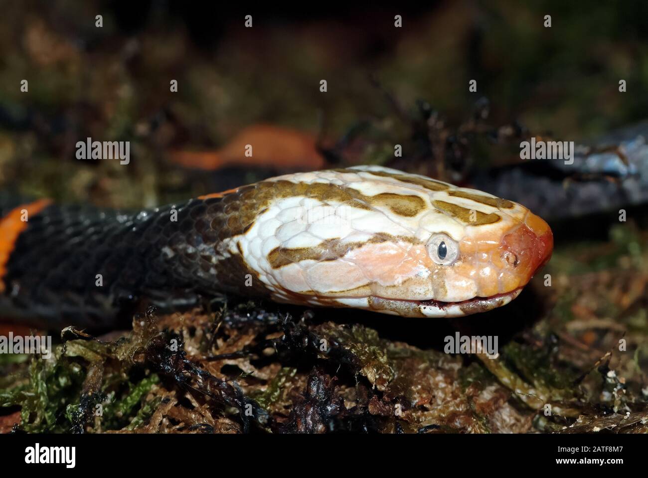 Fea-Viper, Azemiops feae, venomous snake Stock Photo - Alamy