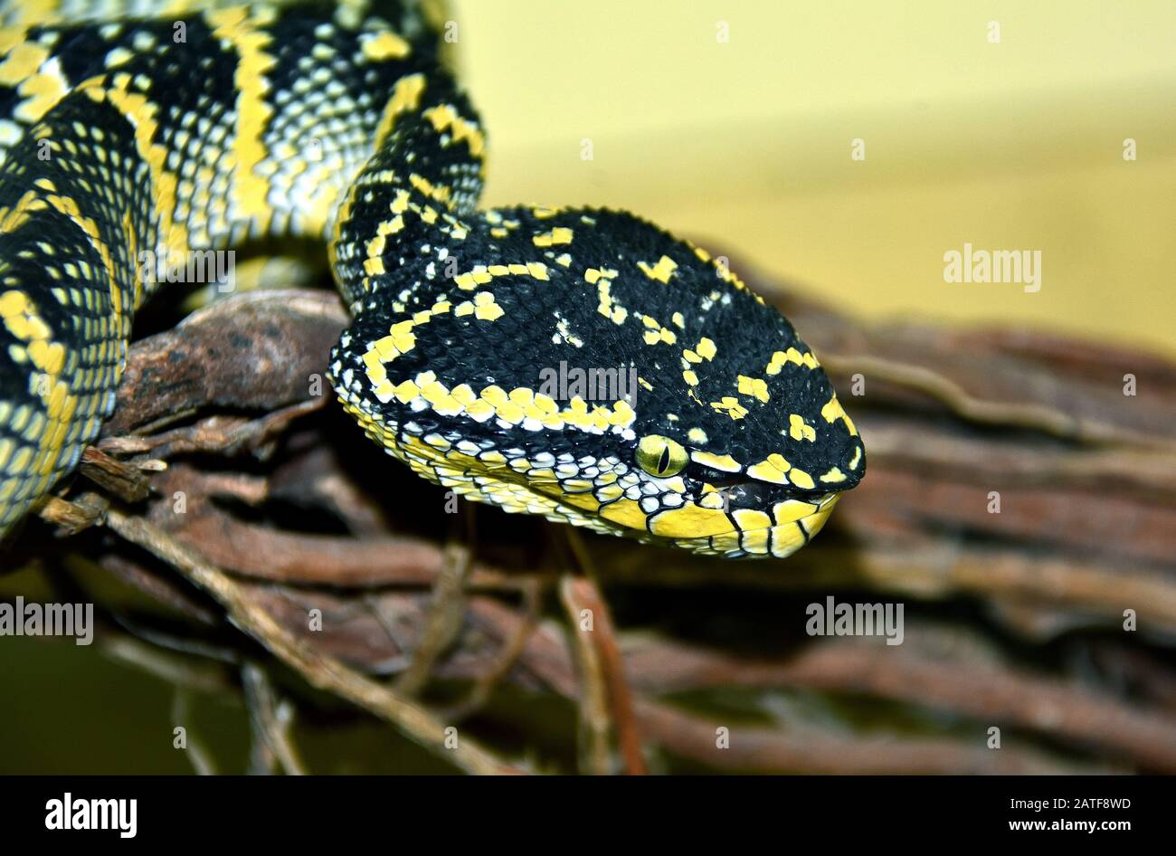 Wagler's pit viper, temple viper, temple pit viper, Tropidolaemus ...