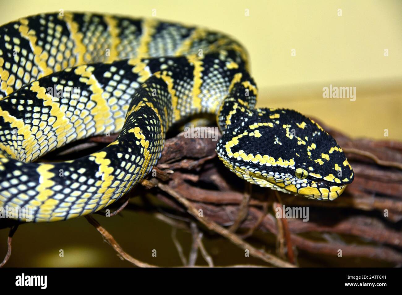 Wagler's pit viper, temple viper, temple pit viper, Tropidolaemus ...