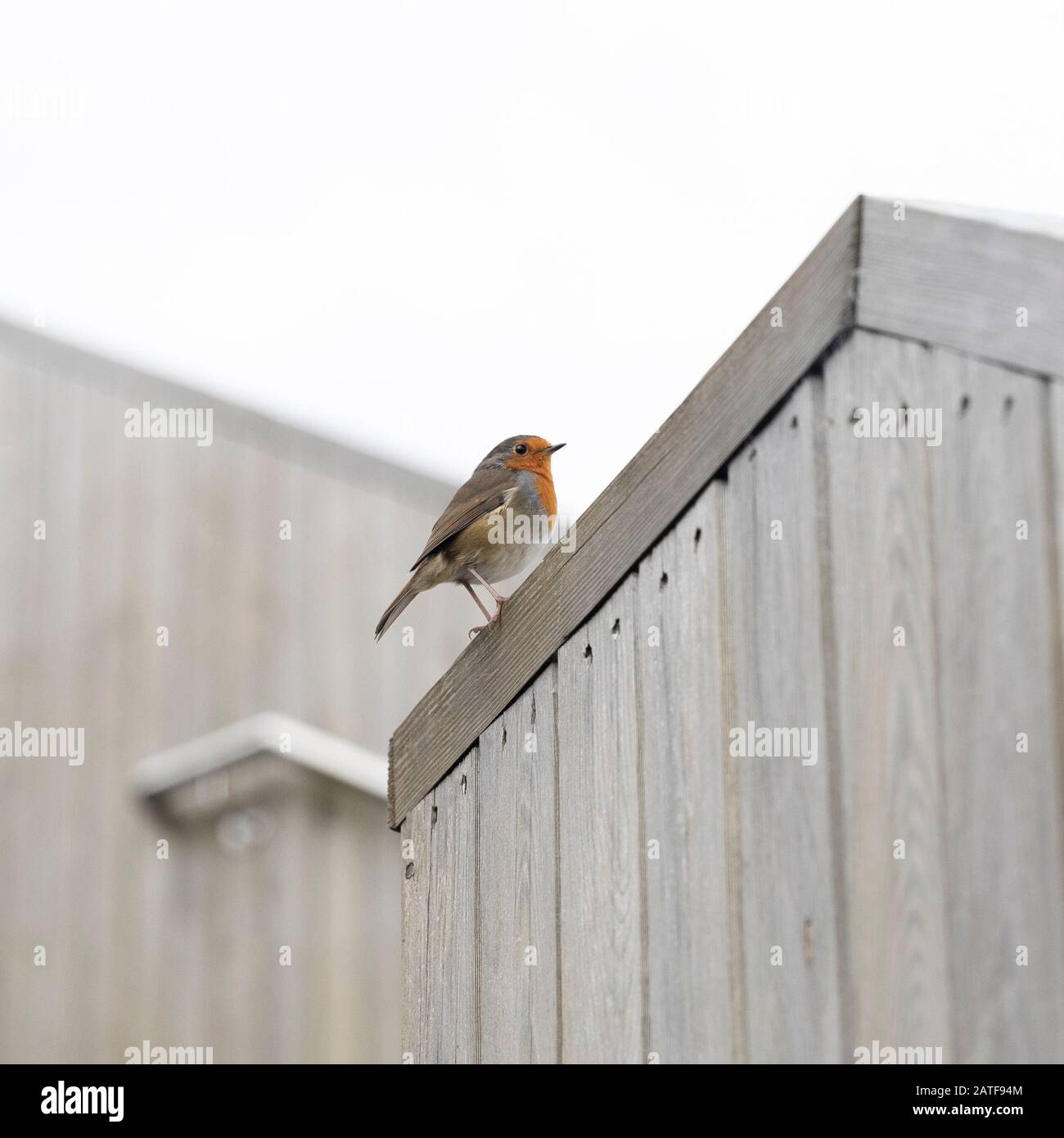 bird on railing Stock Photo - Alamy