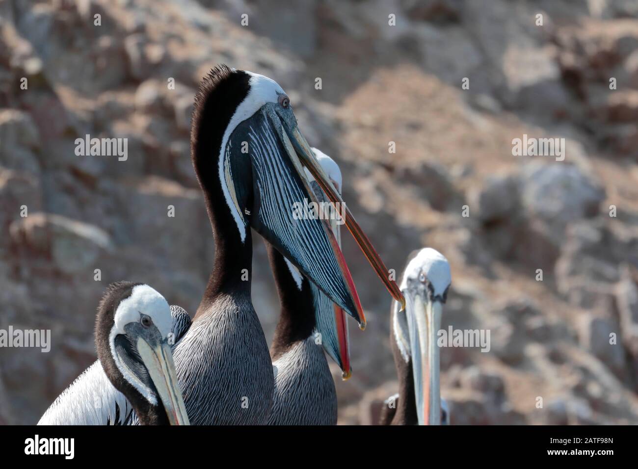 PERUVIAN PELICAN (Pelecanus thagus), pelicans perched on rocks in the ...