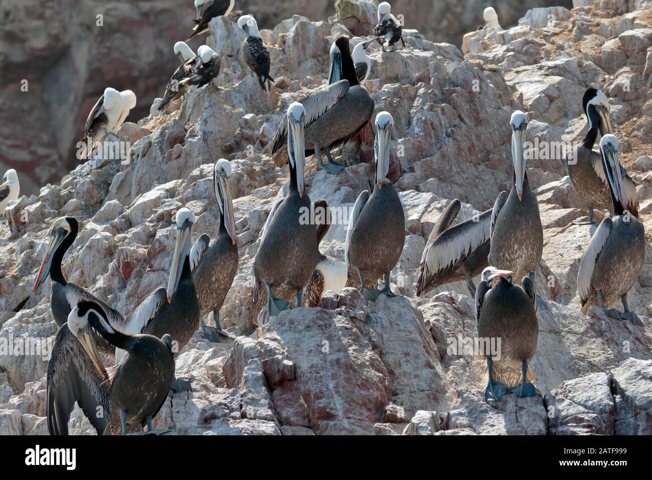 PERUVIAN PELICAN (Pelecanus thagus), pelicans perched on rocks in the ...