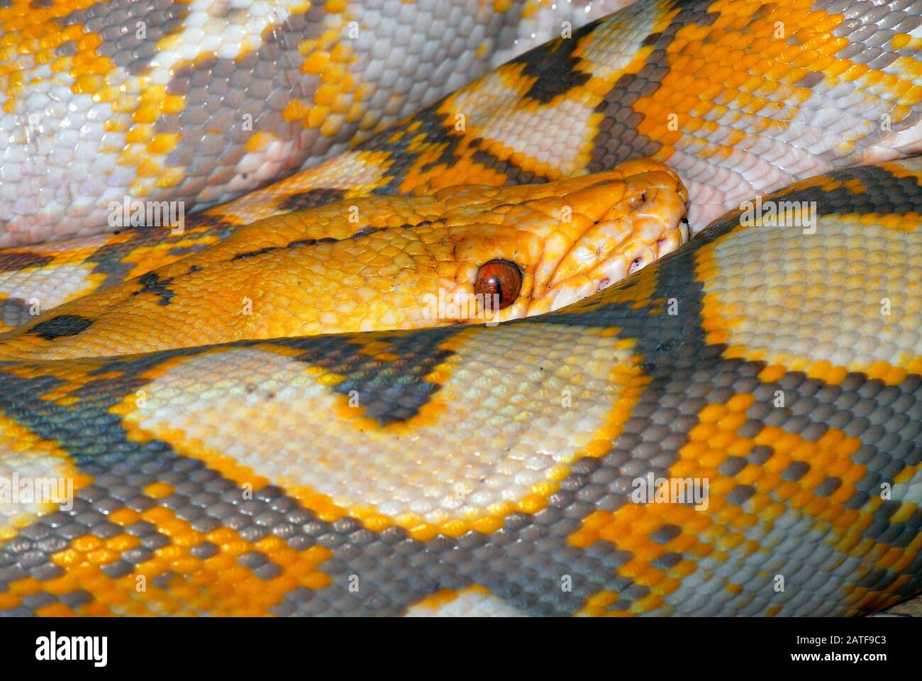 Reticulated Python Color Version Netzpython Python Reticulatus 8665