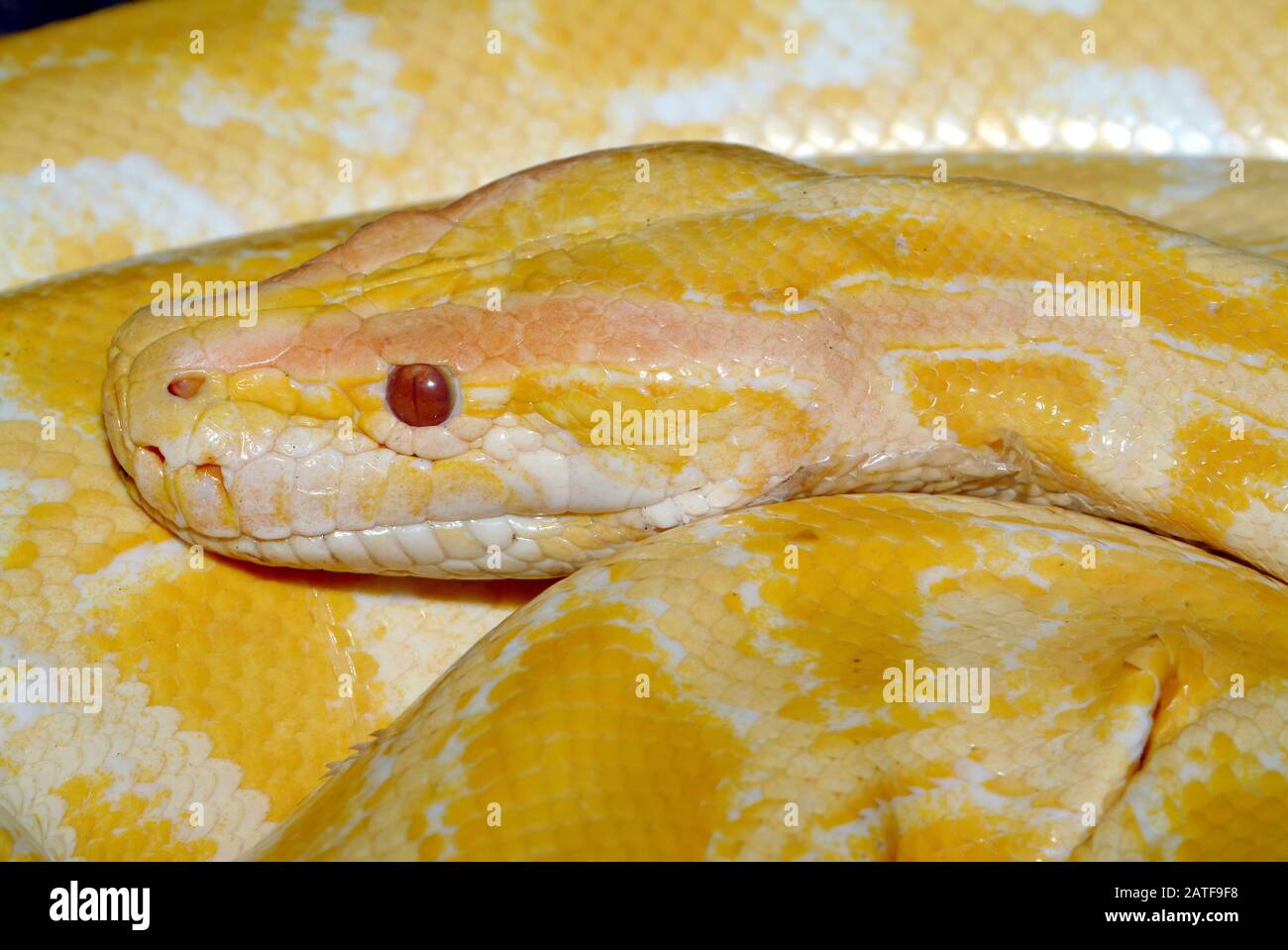 Burmese python, albino, Tigerpython, Python bivittatus, szalagos ...