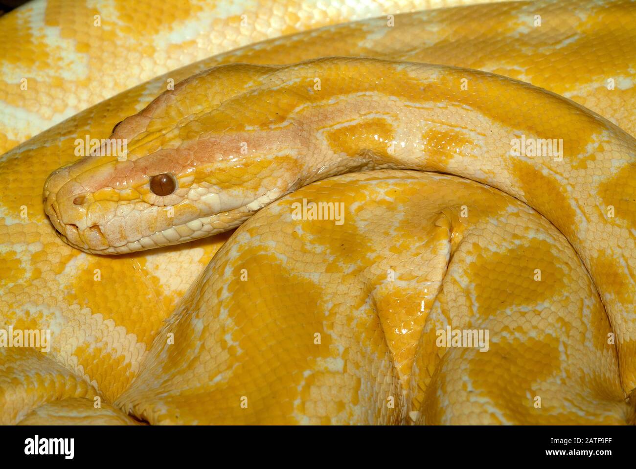 Burmese python, albino, Tigerpython, Python bivittatus, szalagos ...