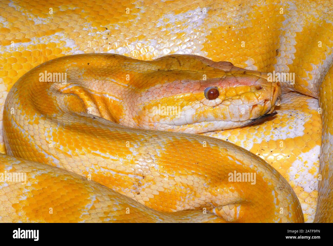 Burmese python, albino, Tigerpython, Python bivittatus, szalagos ...