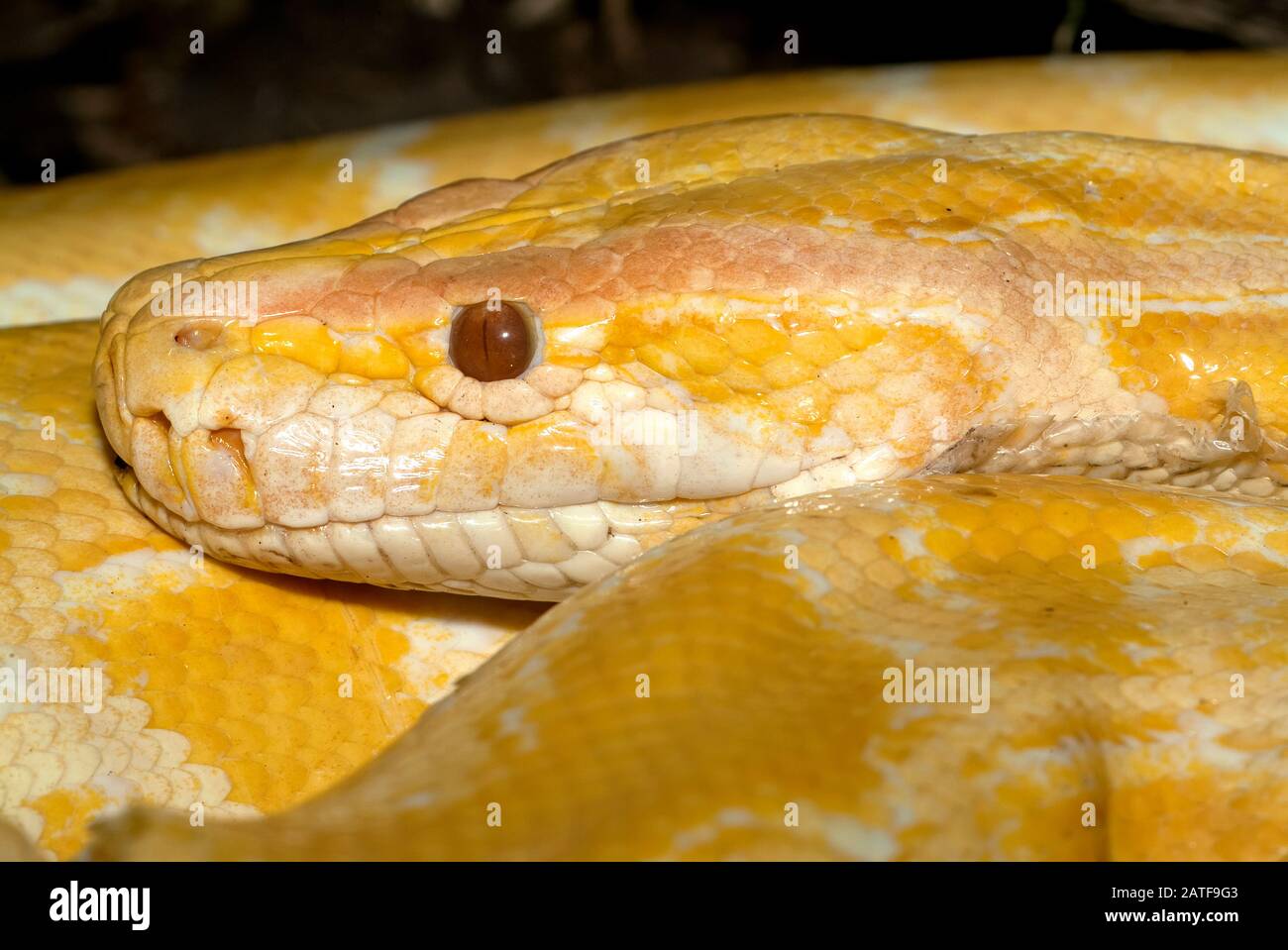 Burmese python, albino, Tigerpython, Python bivittatus, szalagos ...