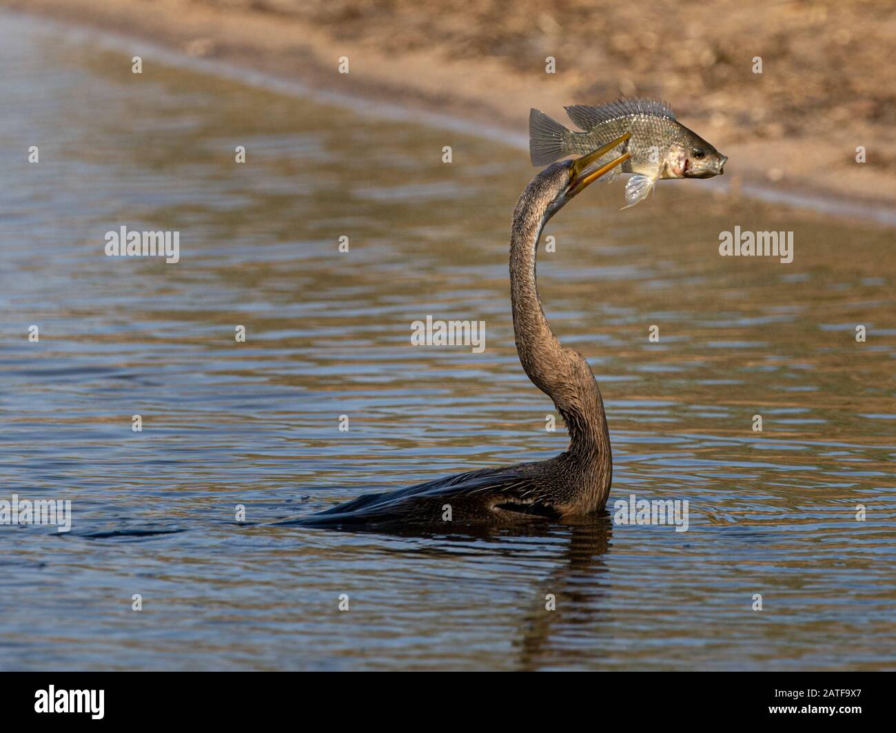 An African darter successfully piercing a fish at Lake Placid in the ...