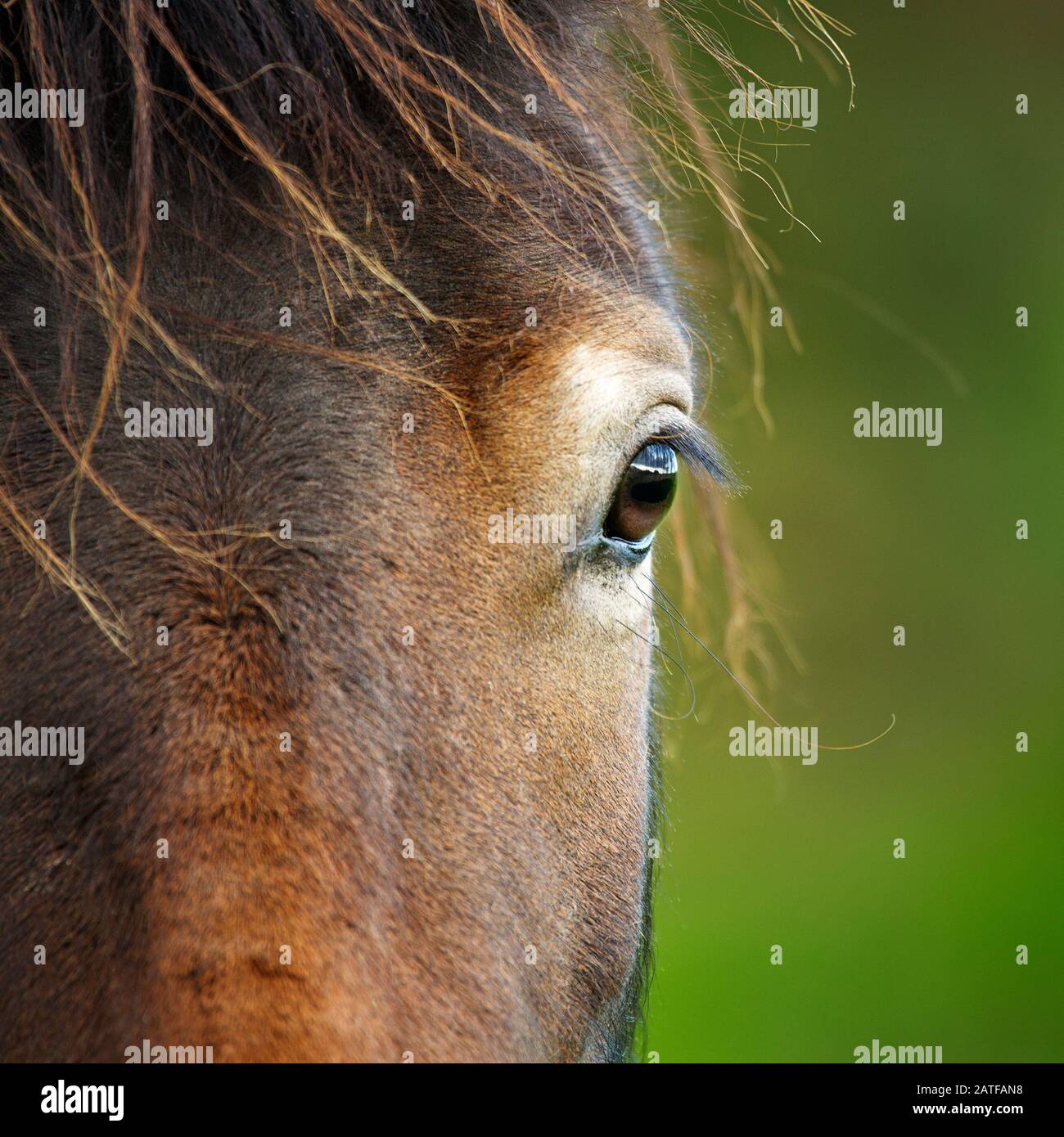 Exmoor pony eye hi-res stock photography and images - Alamy