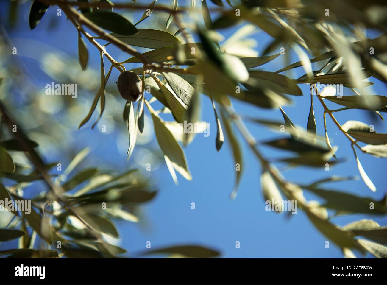 Olives on the branch on an olive tree on a blue sky background Stock ...
