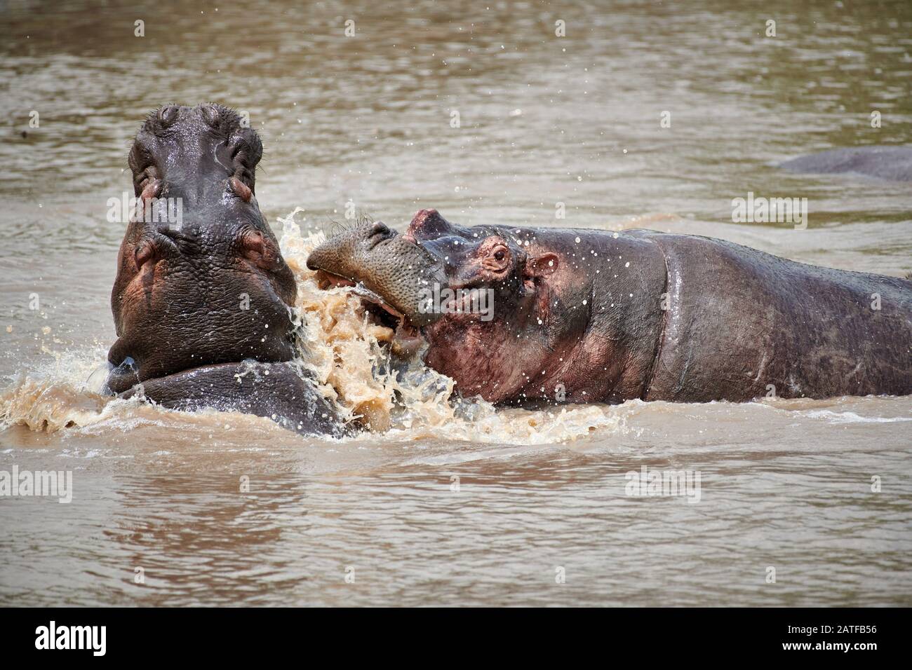 fighting Hippos (Hippopotamus amphibius) in famous Hippo-Pool of ...