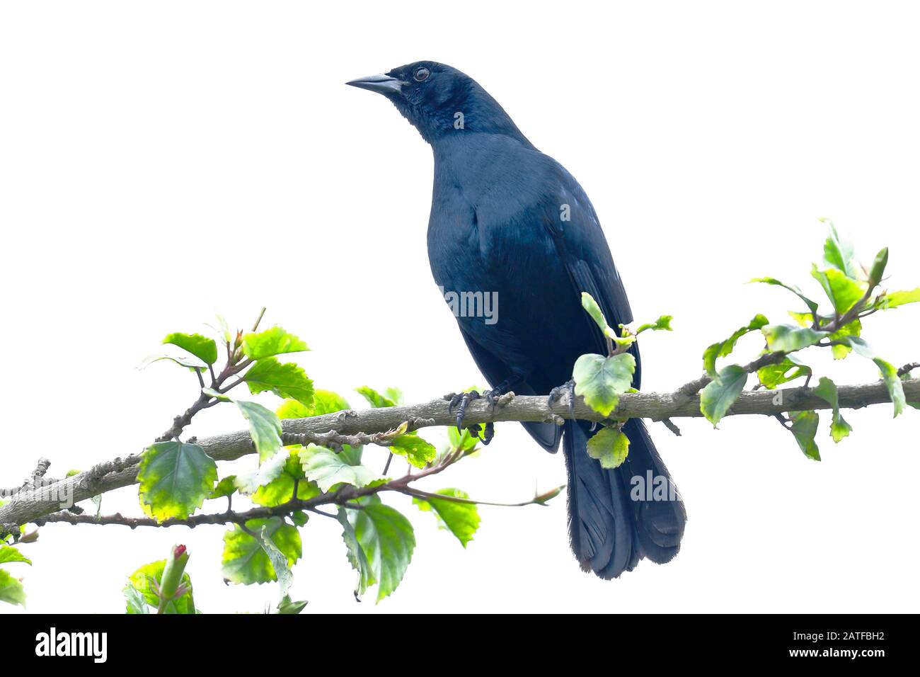 Plumage harmony Cut Out Stock Images & Pictures - Alamy