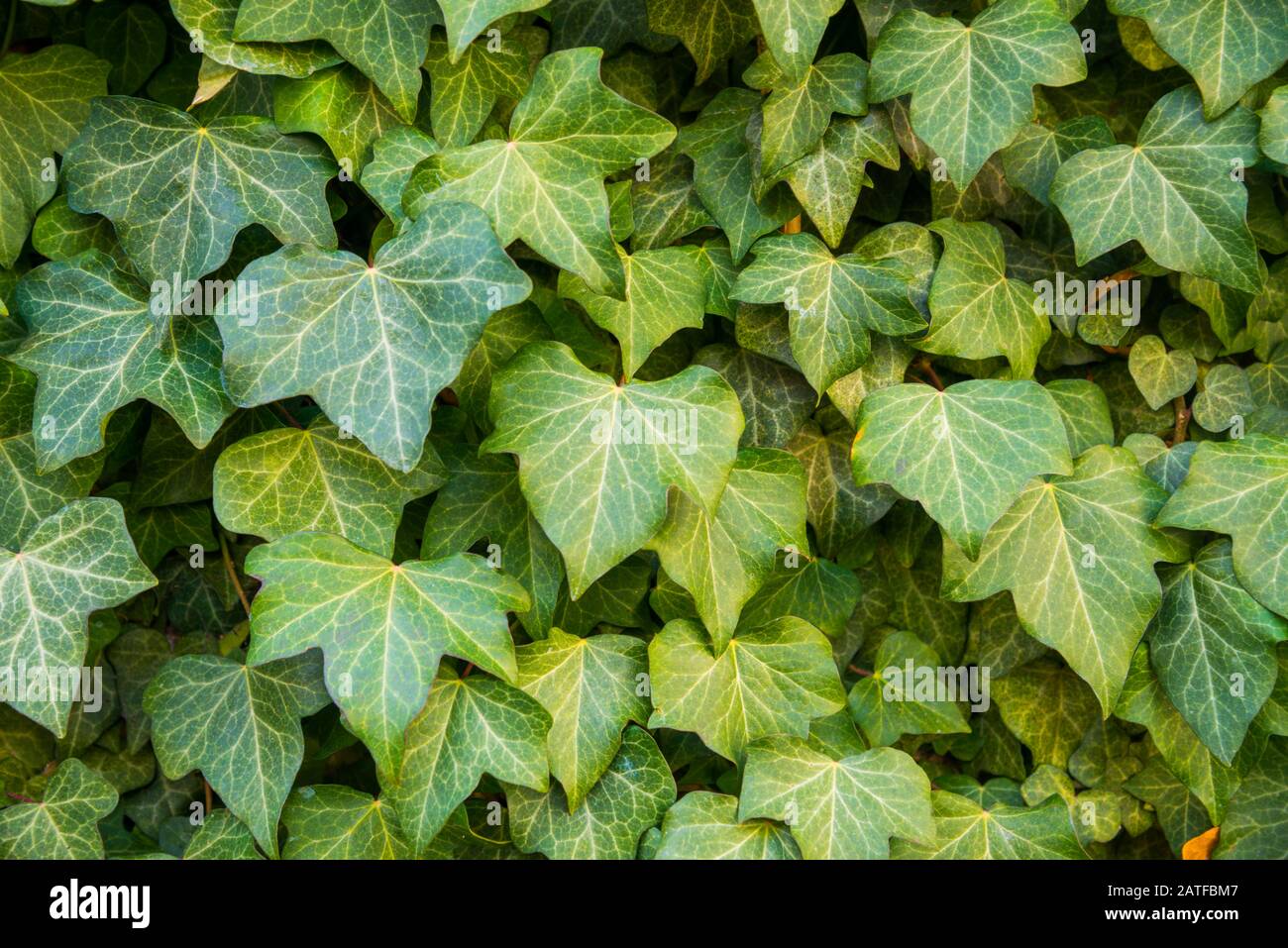 Hojas hoja planta hi-res stock photography and images - Alamy