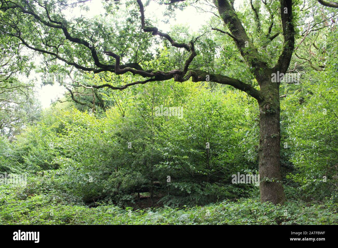 A photograph of an old woodland with a large oak tree in the centre ...