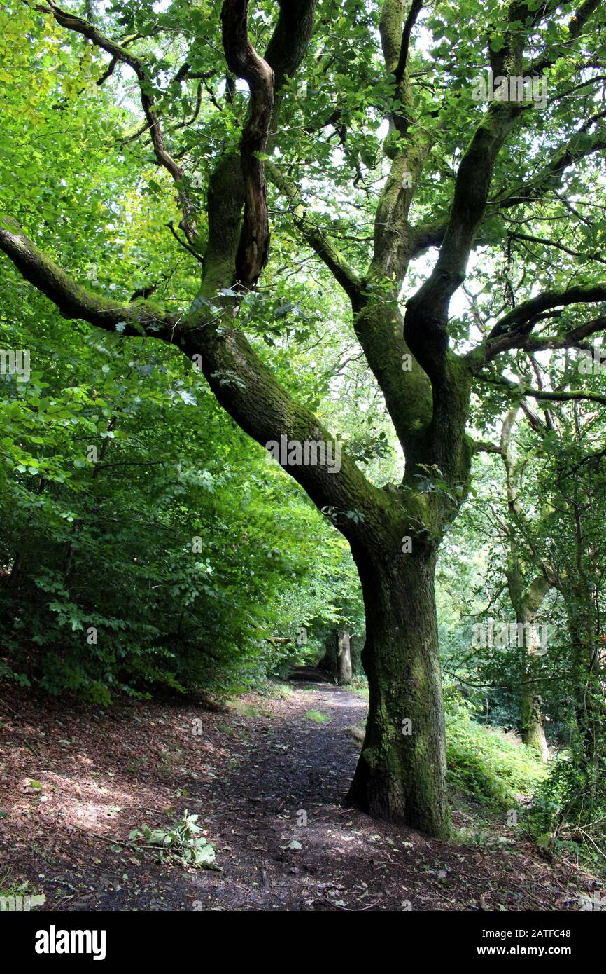 A photograph of an old woodland with a large oak tree in the centre ...