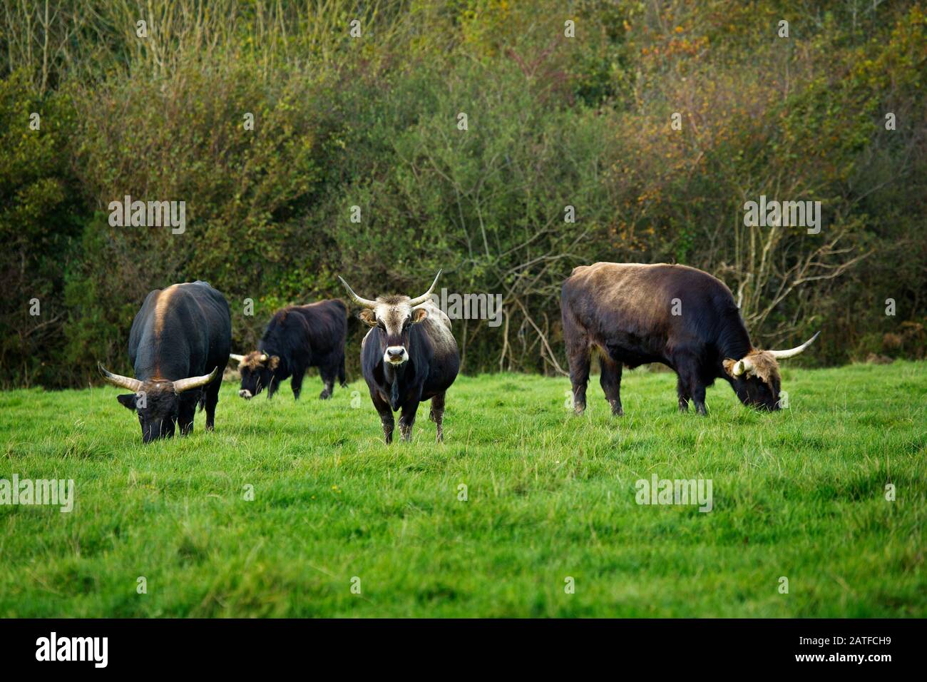 Extinct cattle hi-res stock photography and images - Alamy