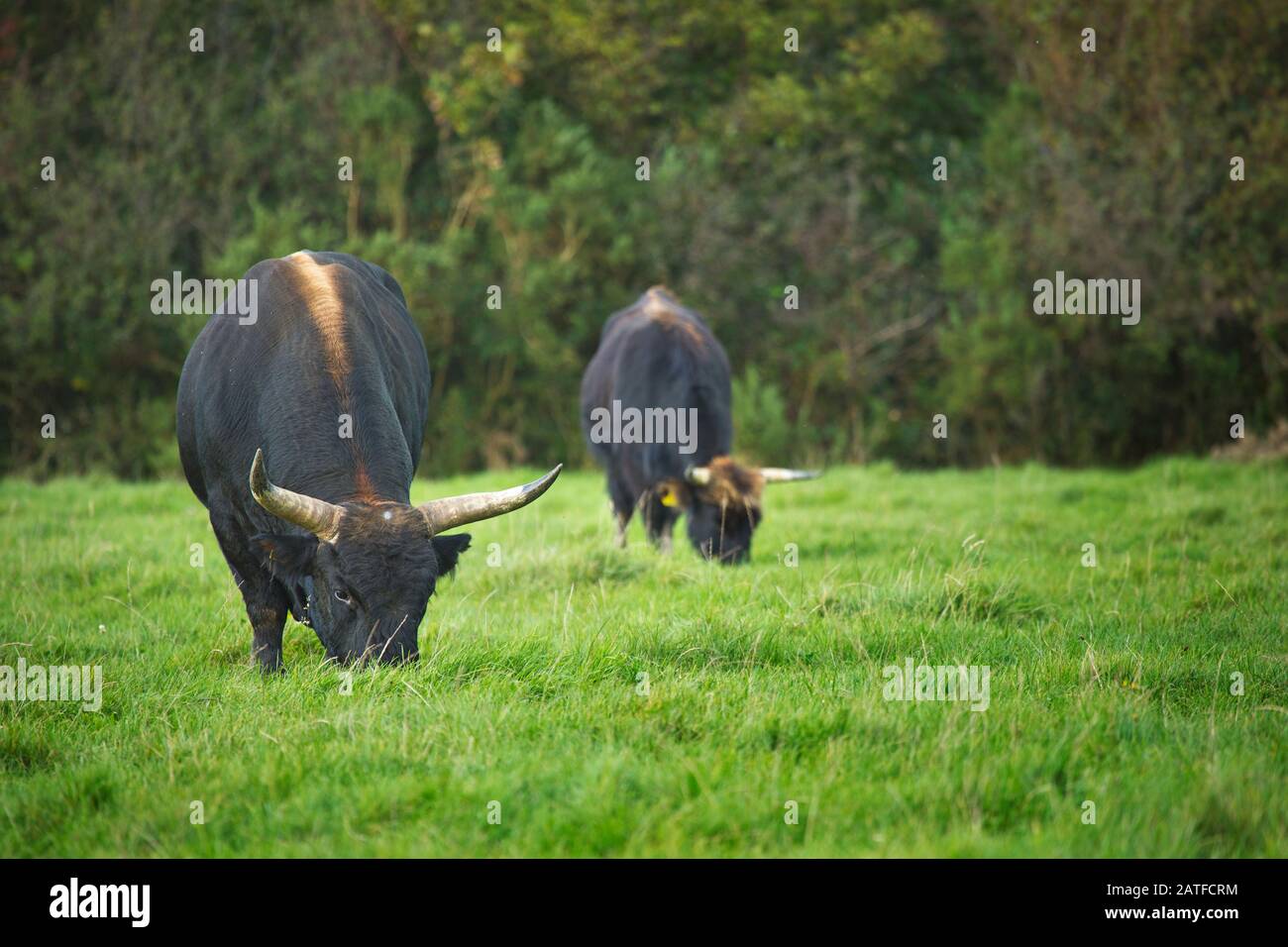 Extinct cattle hi-res stock photography and images - Alamy