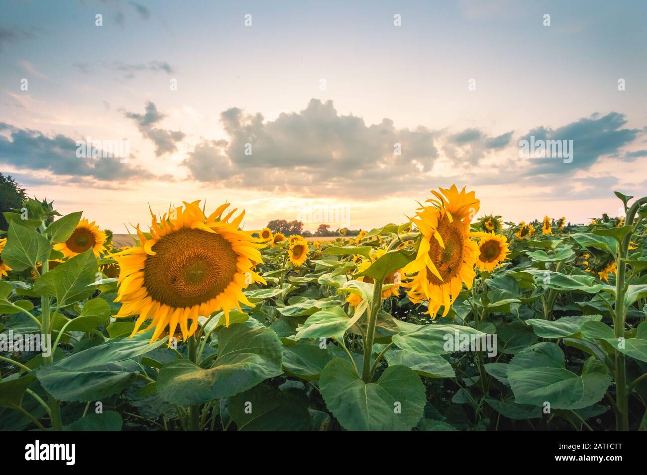Sunflower fields in warm evening light with clouds in background Stock ...