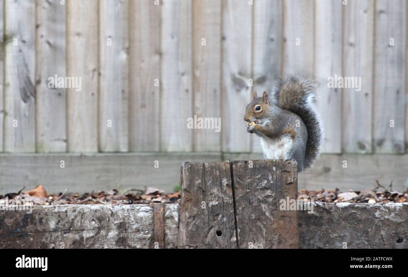 A photograph of a squirrel eating acorns in a natural outdoor garden ...