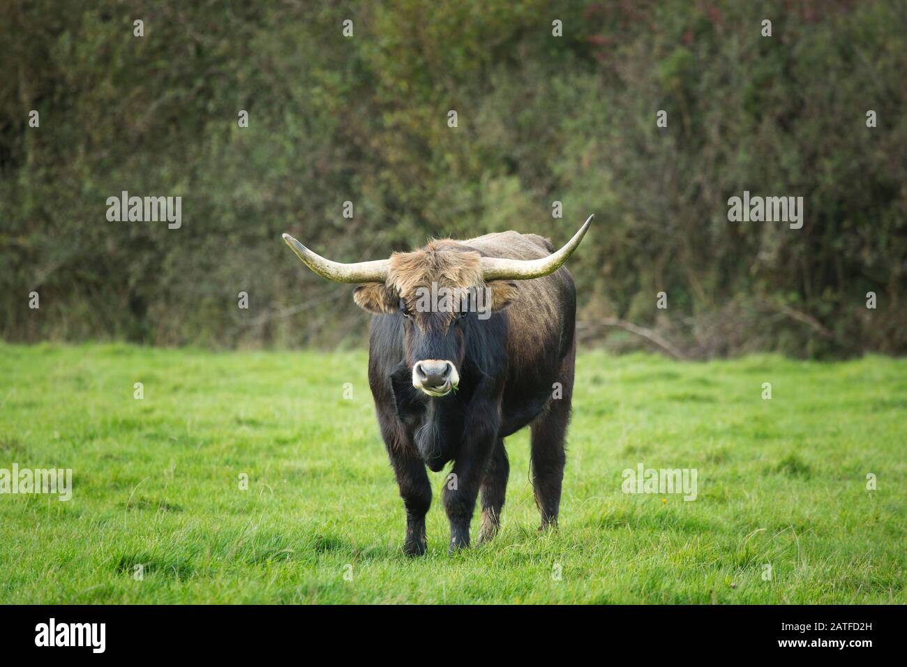 Extinct cattle hi-res stock photography and images - Alamy