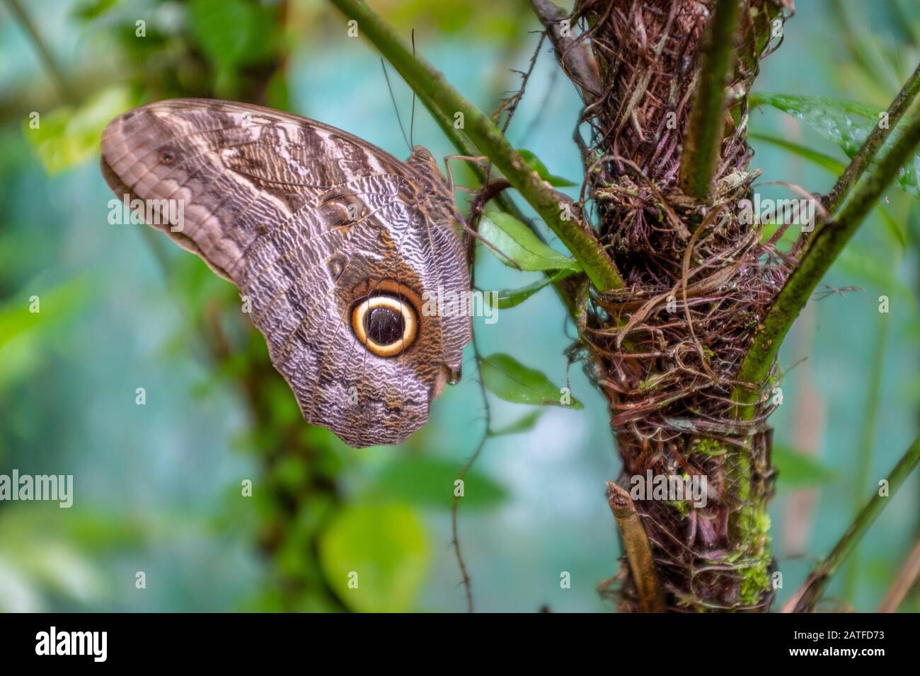 American green butterfly hi-res stock photography and images - Alamy