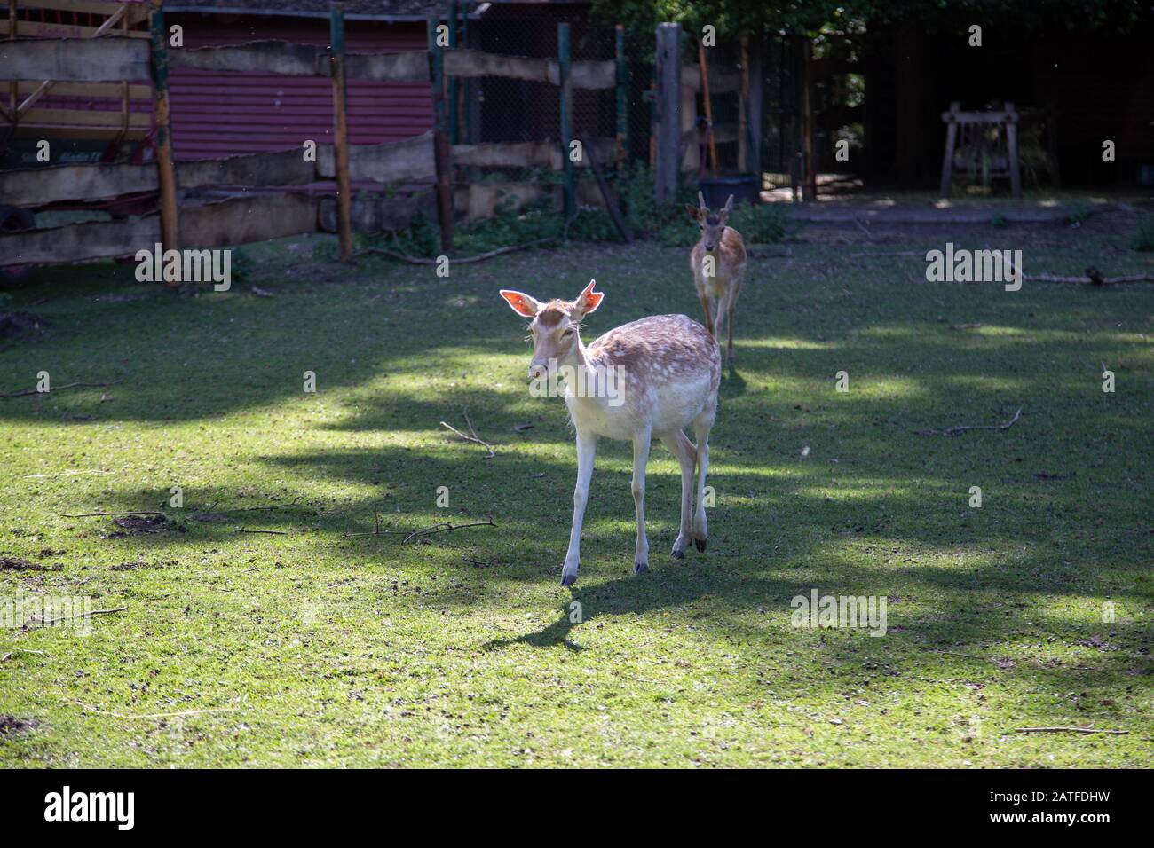 Young stag wild roe hi-res stock photography and images - Alamy