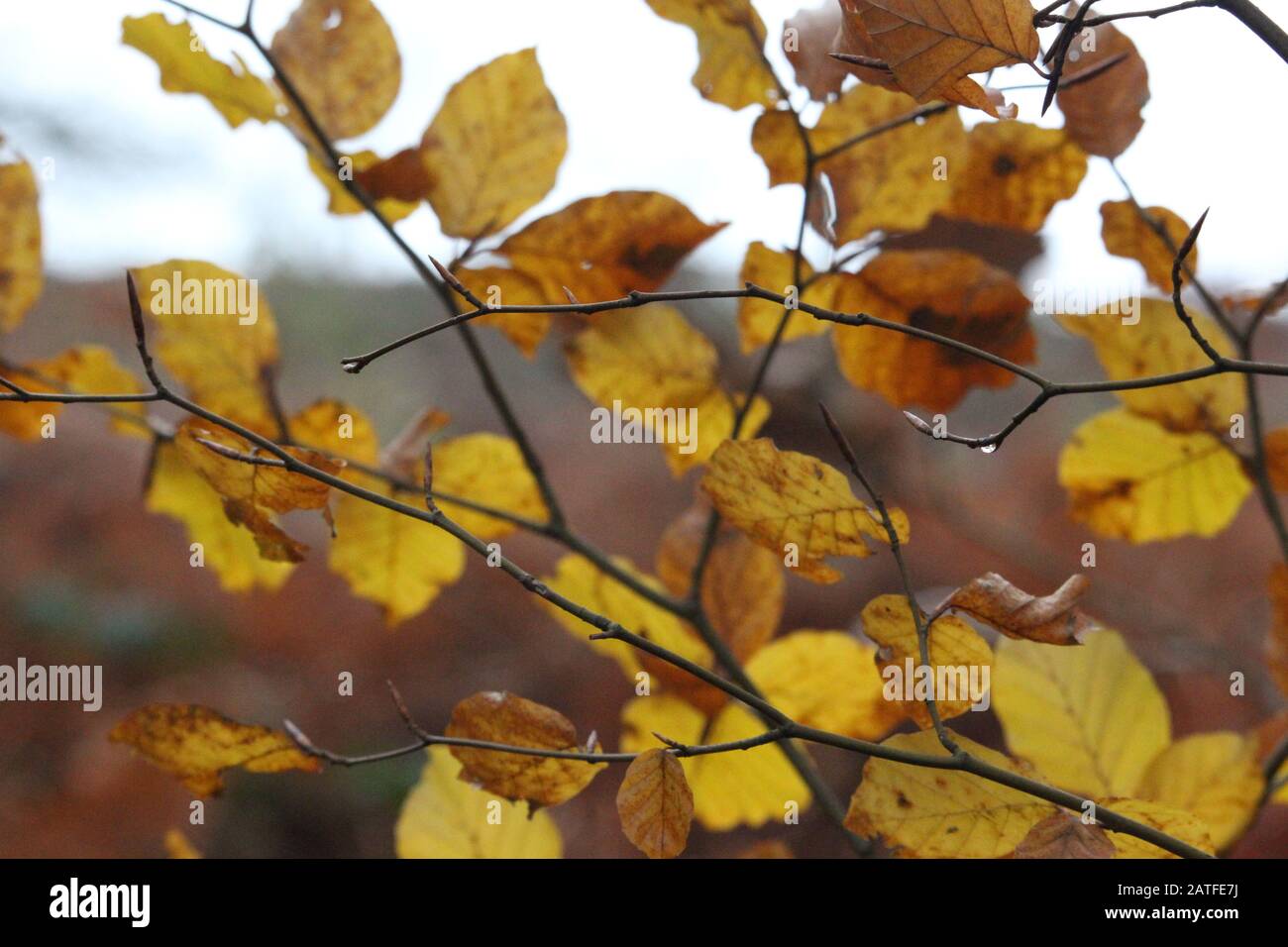 Twigs on ground hi-res stock photography and images - Alamy