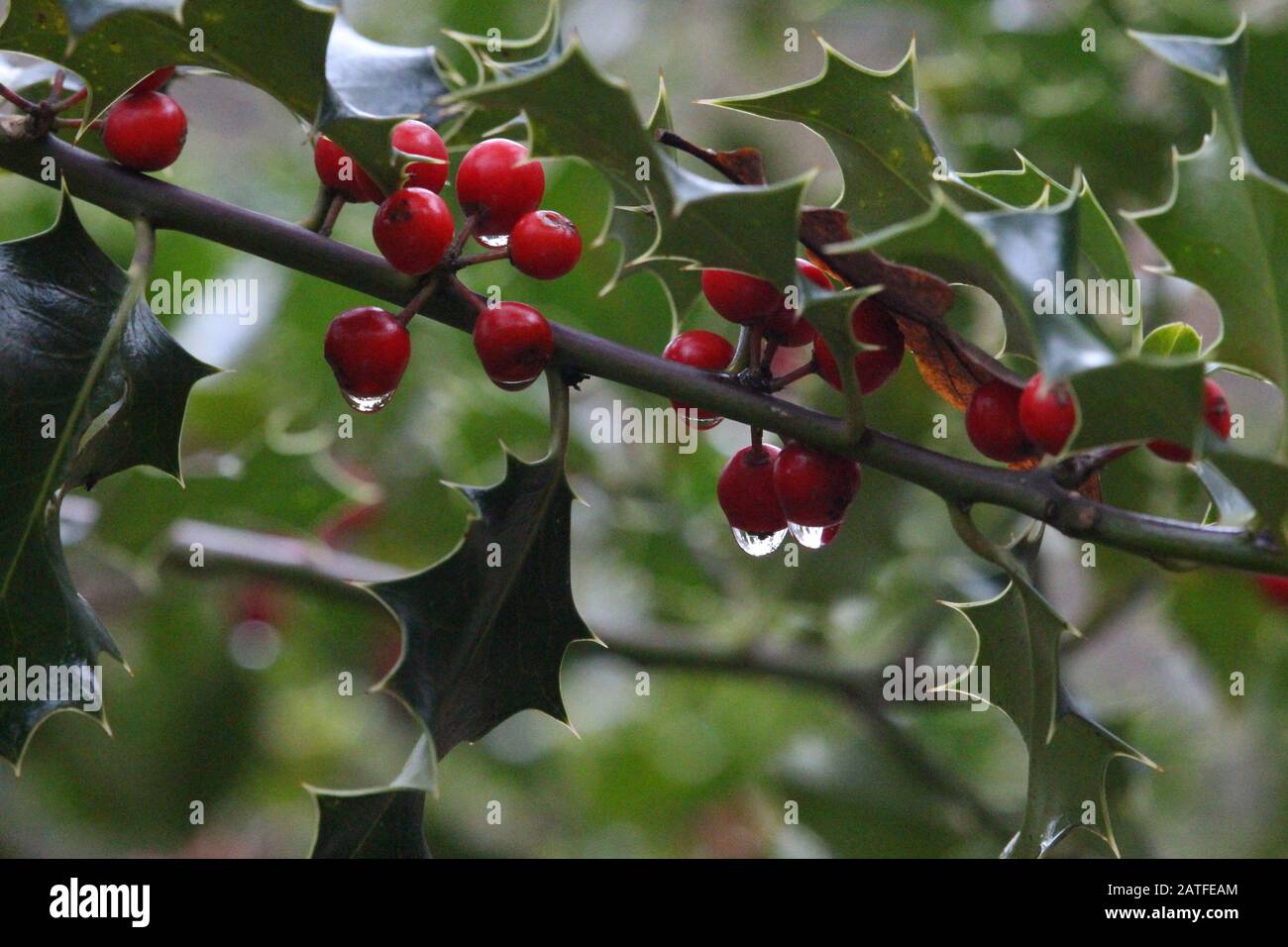 A close up photograph of holly leaves and berries. Natural greenery ...