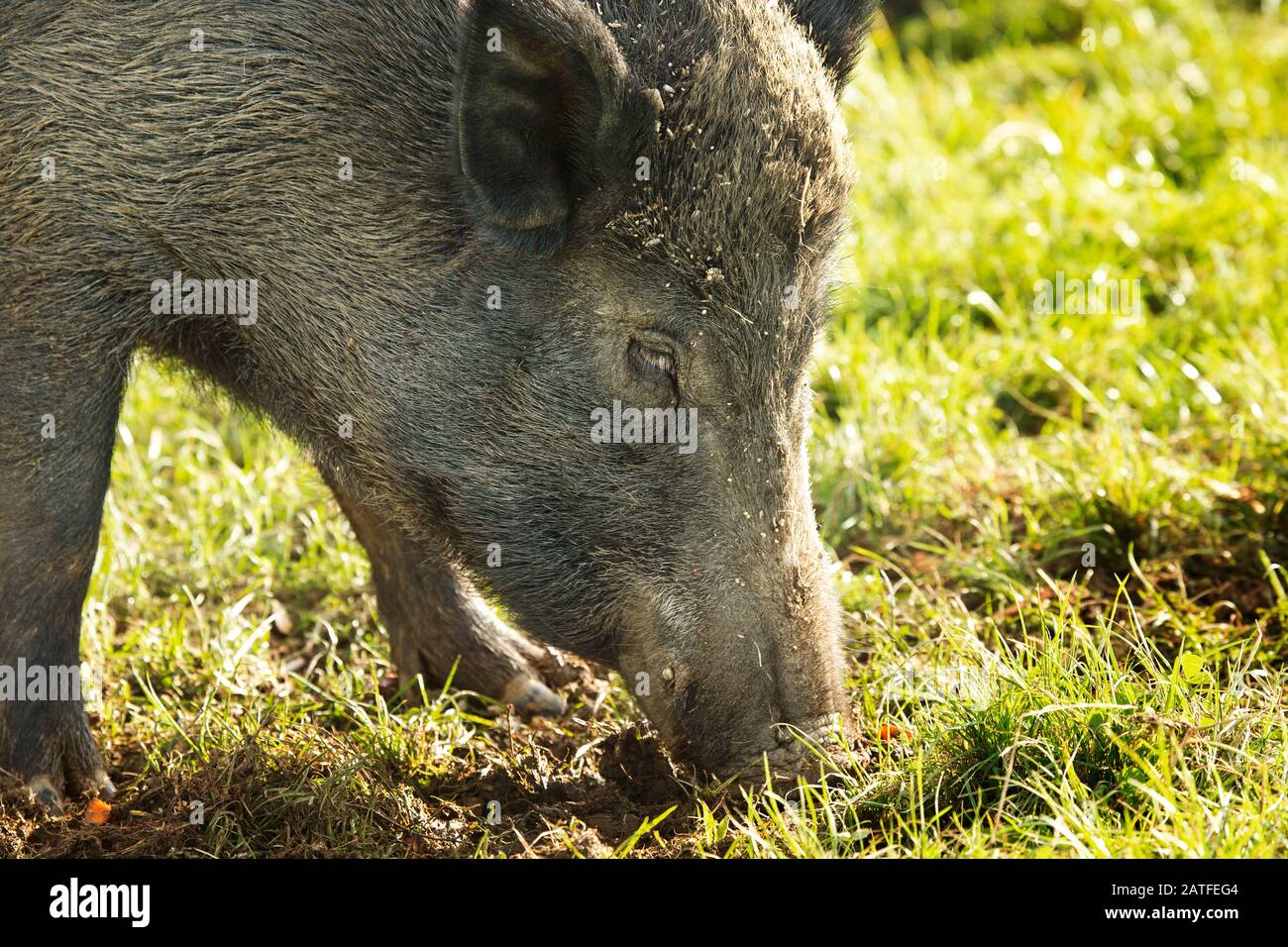 Eurasian wild boar hi-res stock photography and images - Alamy