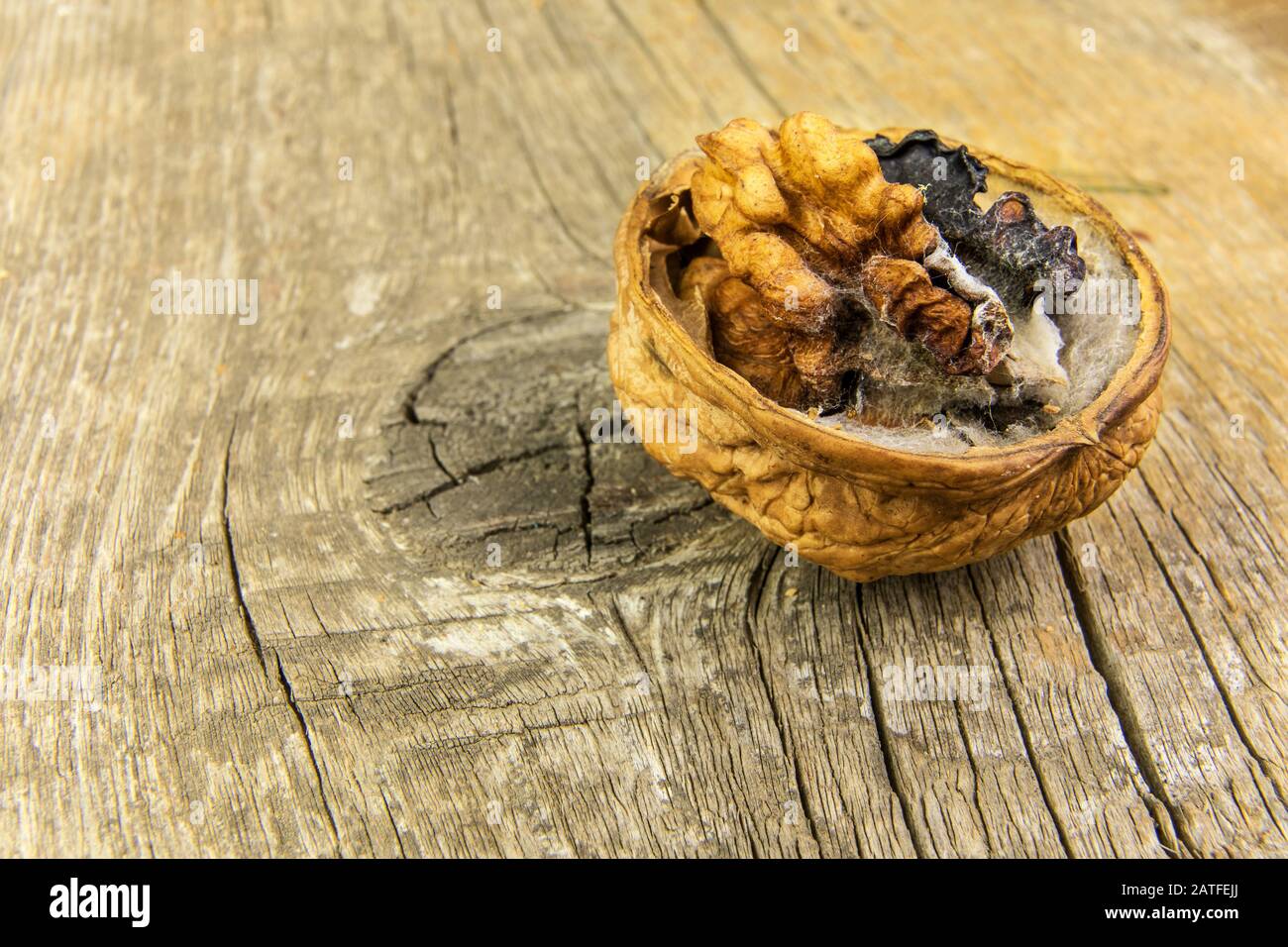 Moldy walnut on wooden table. Unhealthy food. Food mold. Poisonous mold ...