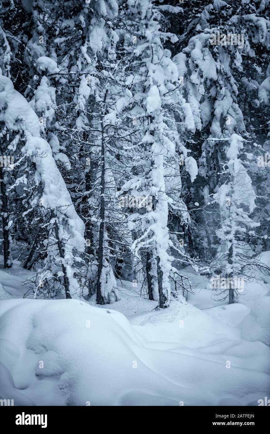 Ghost Trees Stock Photos & Ghost Trees Stock Images - Alamy
