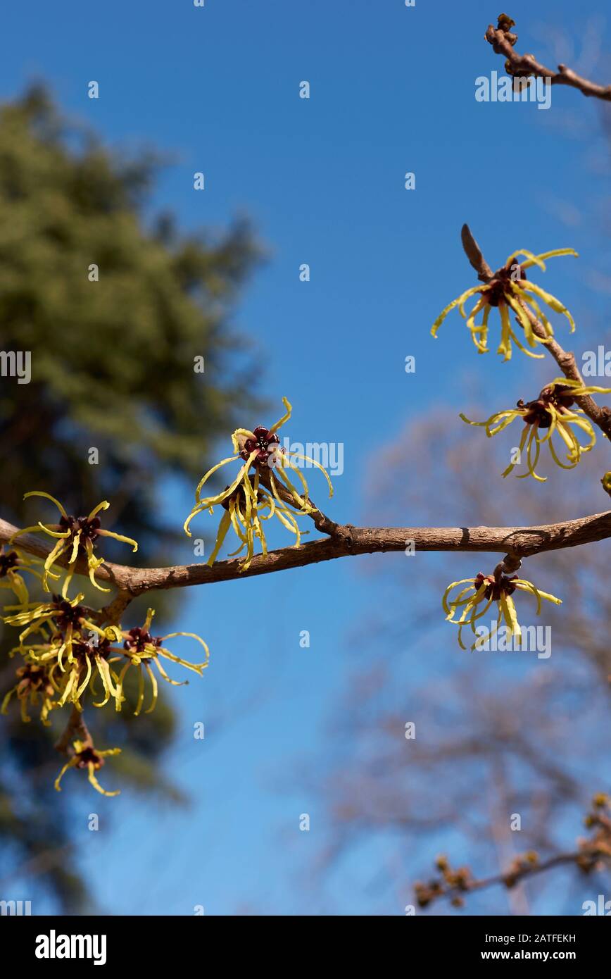 yellow inflorescence of Hamamelis virginiana shrub Stock Photo - Alamy