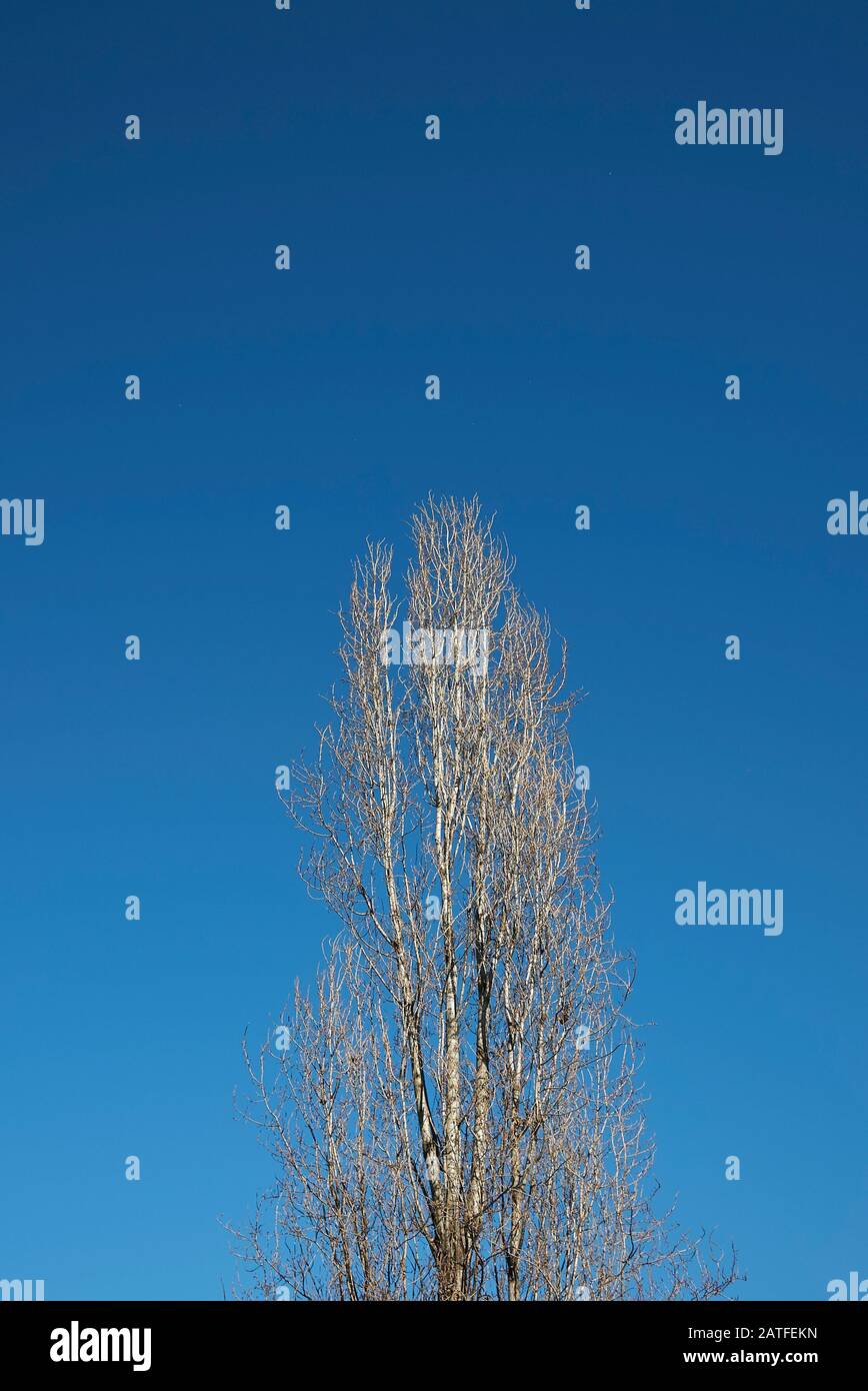 Populus nigra italica hi-res stock photography and images - Alamy