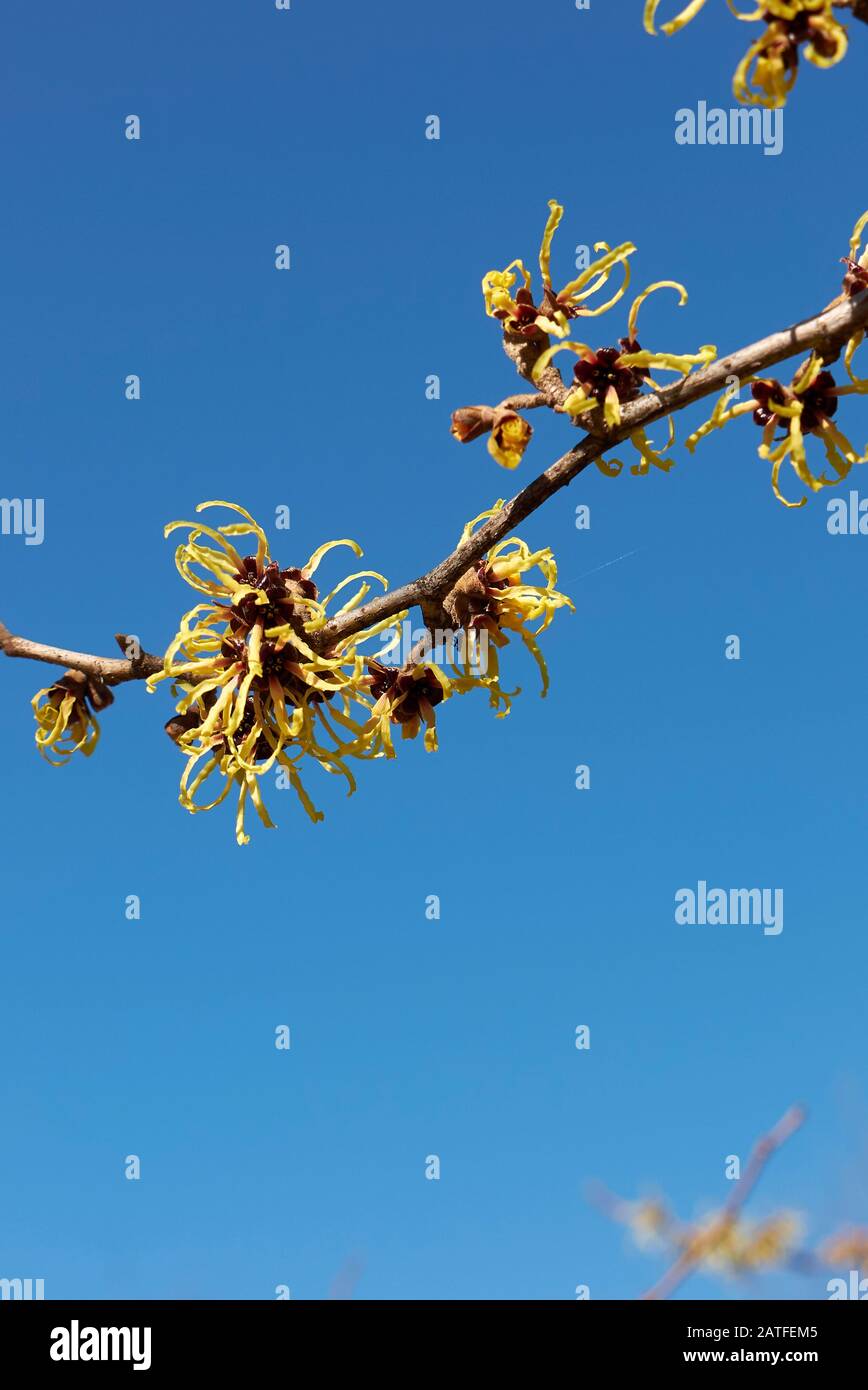 yellow inflorescence of Hamamelis virginiana shrub Stock Photo - Alamy