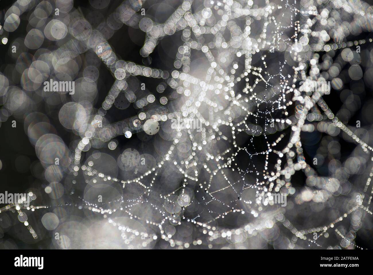 Water drops on spider webs hi-res stock photography and images - Alamy