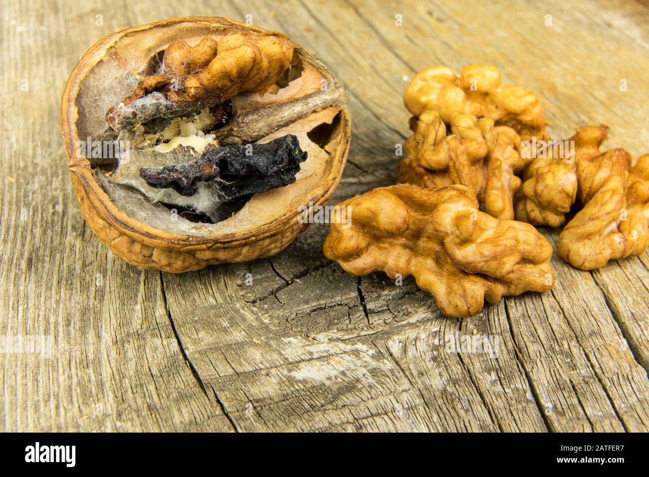 Moldy walnut on wooden table. Unhealthy food. Food mold. Poisonous mold ...
