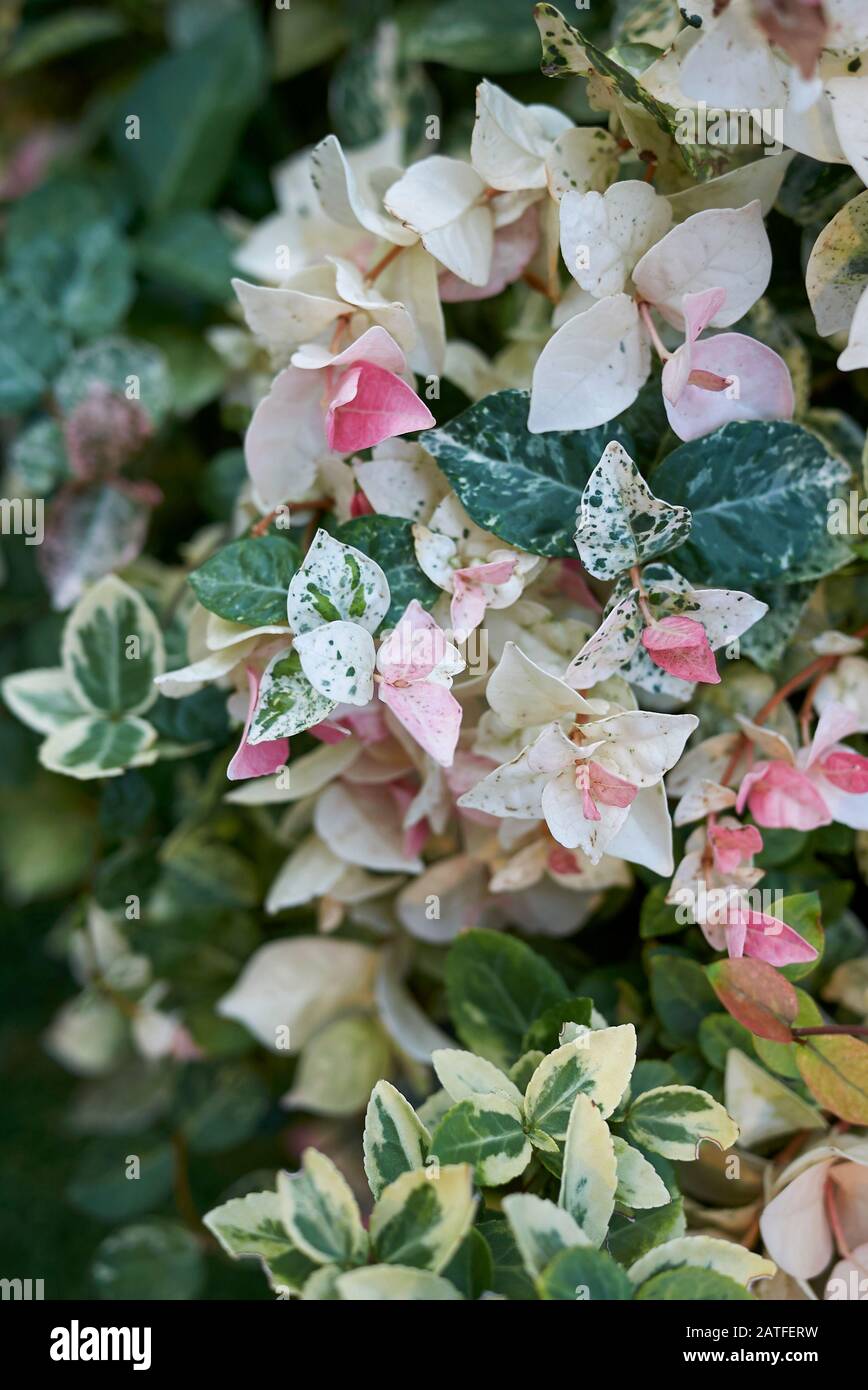 Trachelospermum jasminoides tricolor colorful foliage Stock Photo - Alamy
