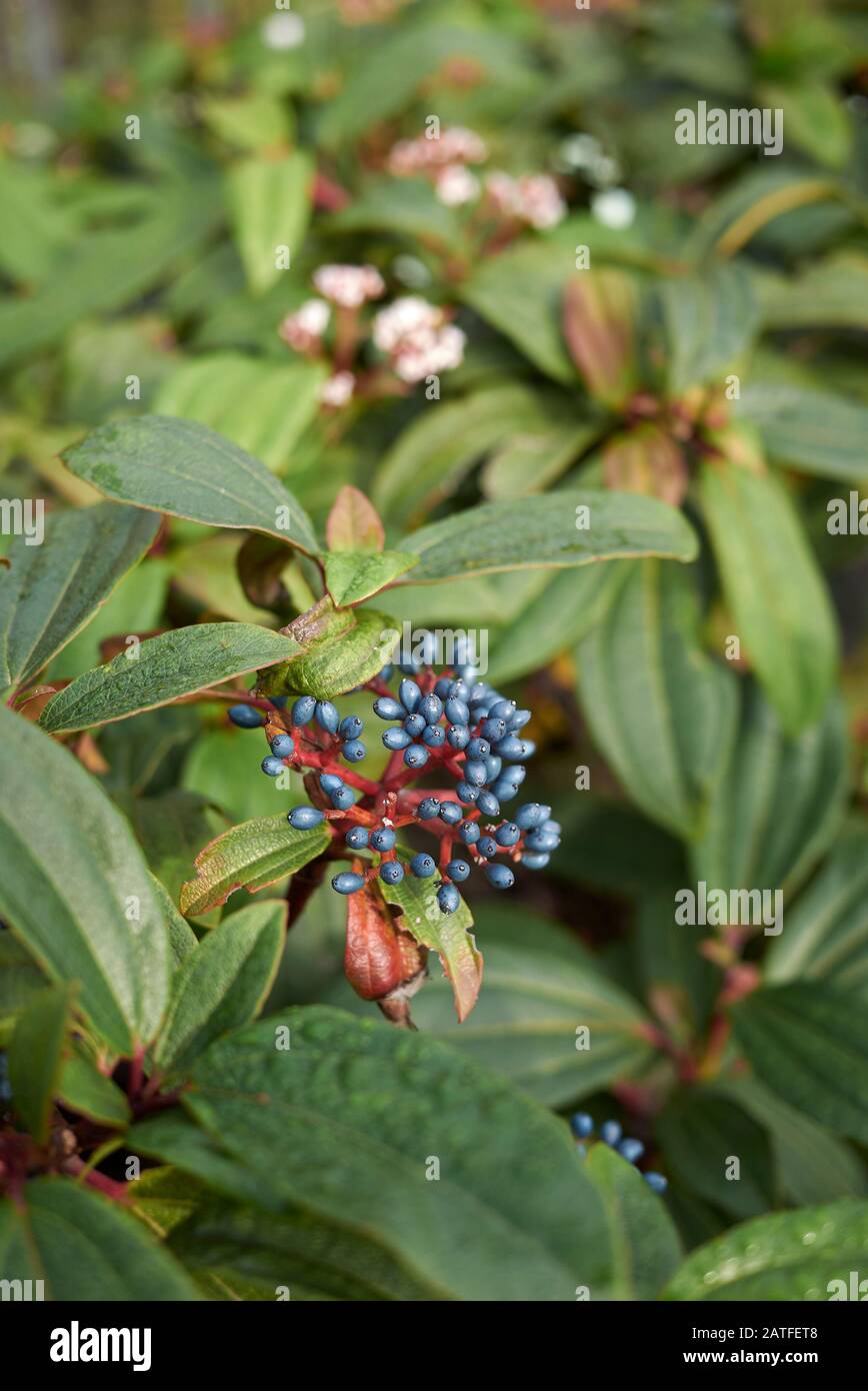 Viburnum davidii branch with blue fruit and white flowers Stock Photo ...