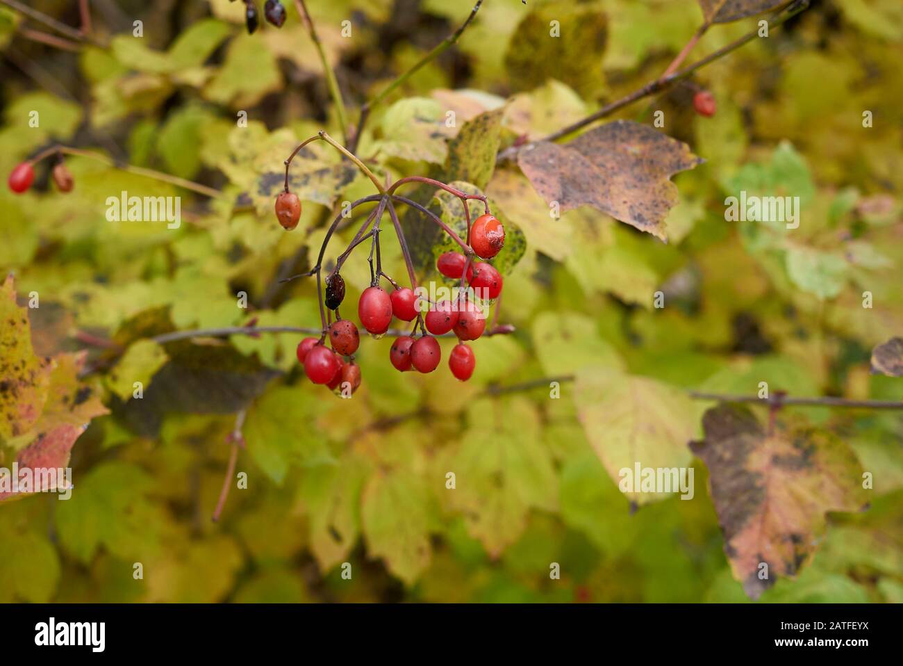 colorful foliage and red fruit of Viburnum opulus shrub Stock Photo - Alamy
