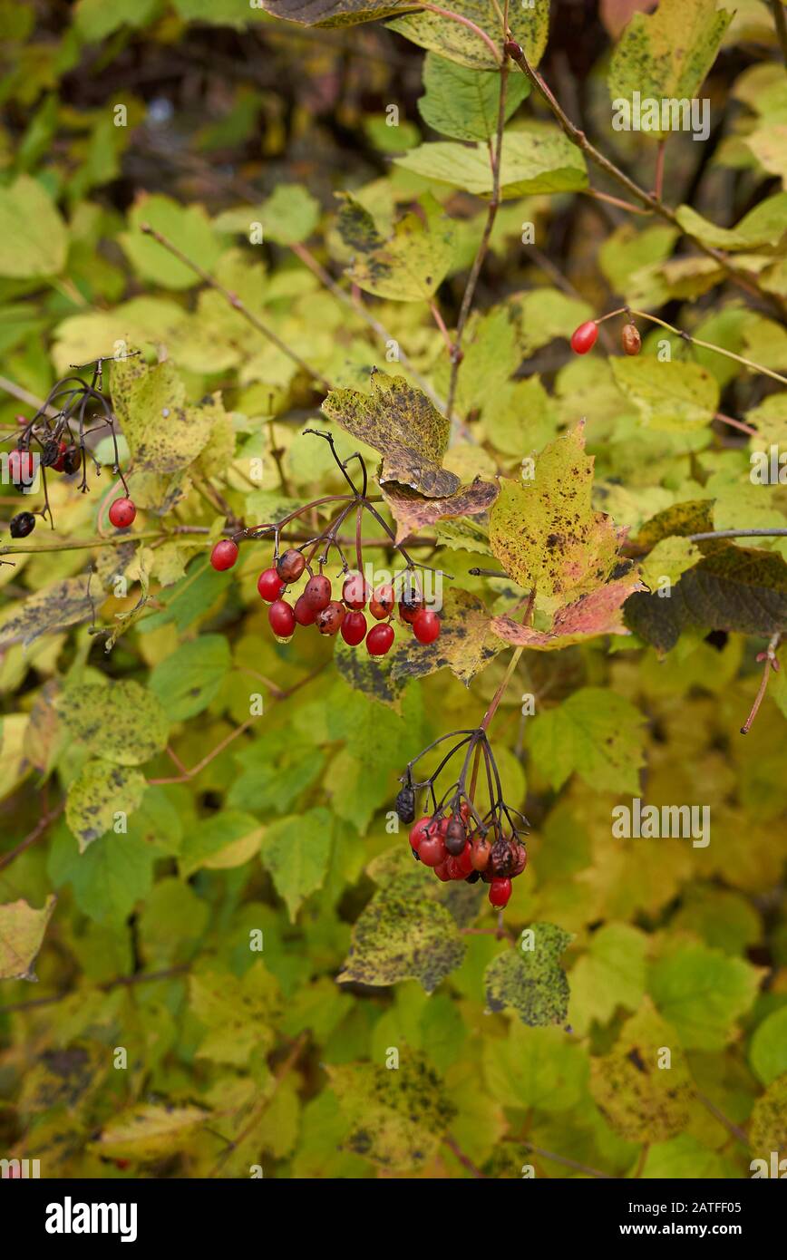 colorful foliage and red fruit of Viburnum opulus shrub Stock Photo - Alamy