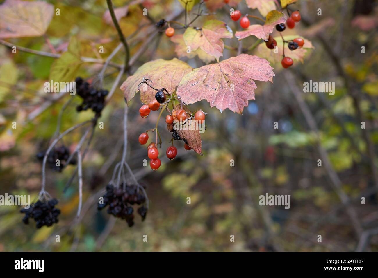colorful foliage and red fruit of Viburnum opulus shrub Stock Photo - Alamy