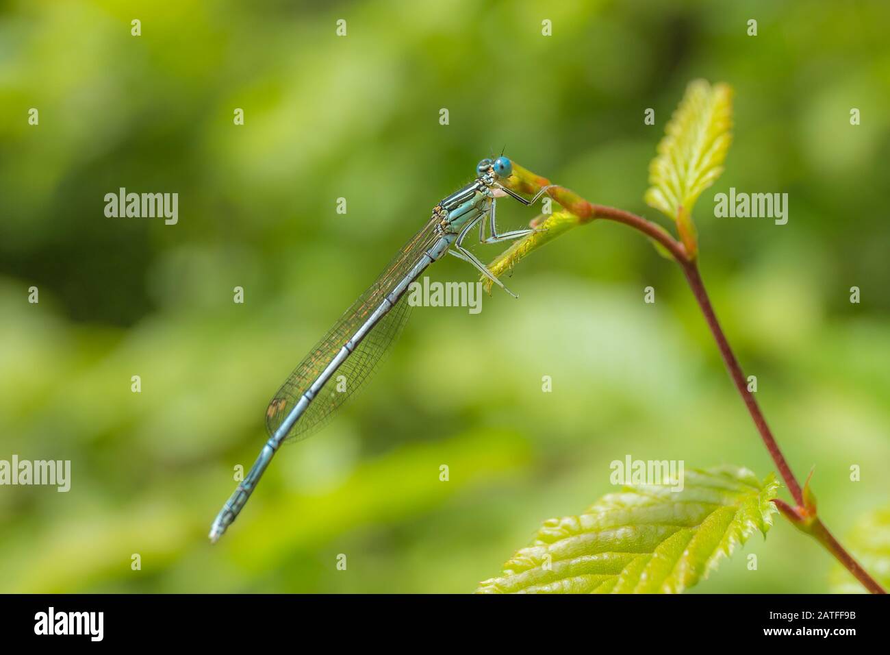 Southern blue damselfly female hi-res stock photography and images - Alamy