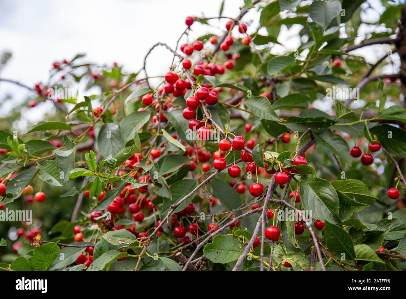 Sour fruit tree hi-res stock photography and images - Alamy