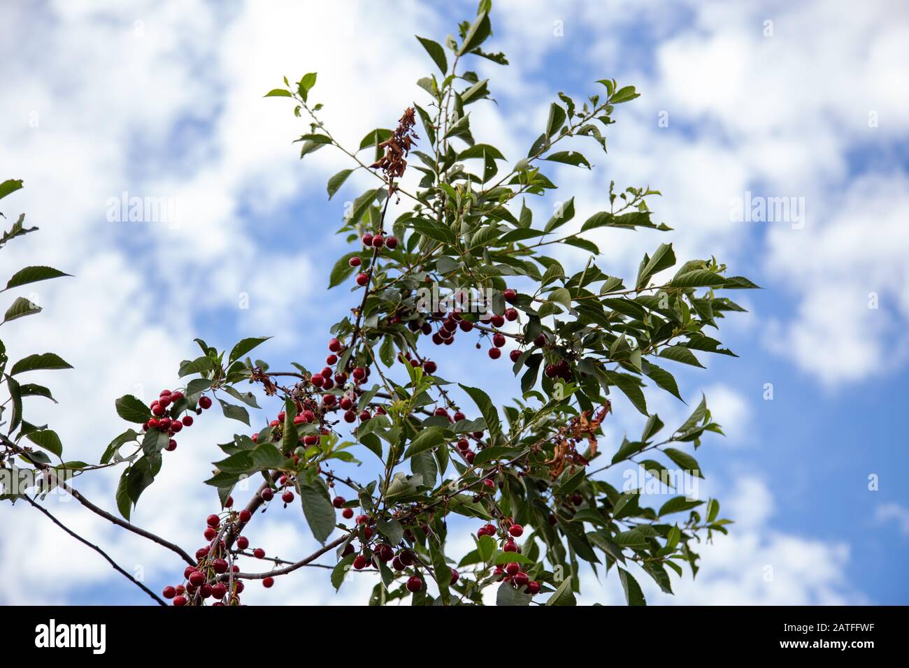 Sour fruit tree hi-res stock photography and images - Alamy