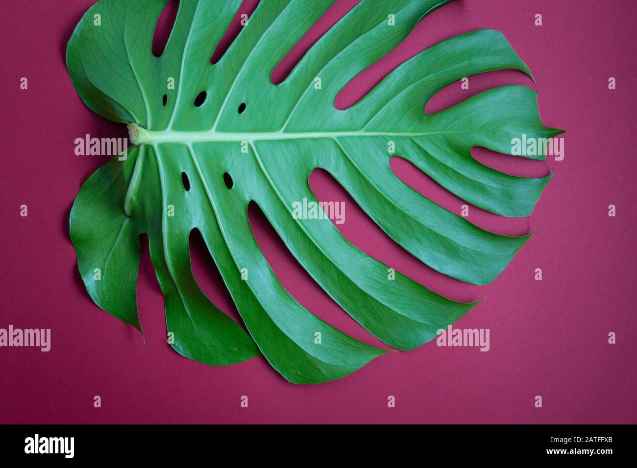 Overhead view of green monstera leaf on red surface Stock Photo - Alamy
