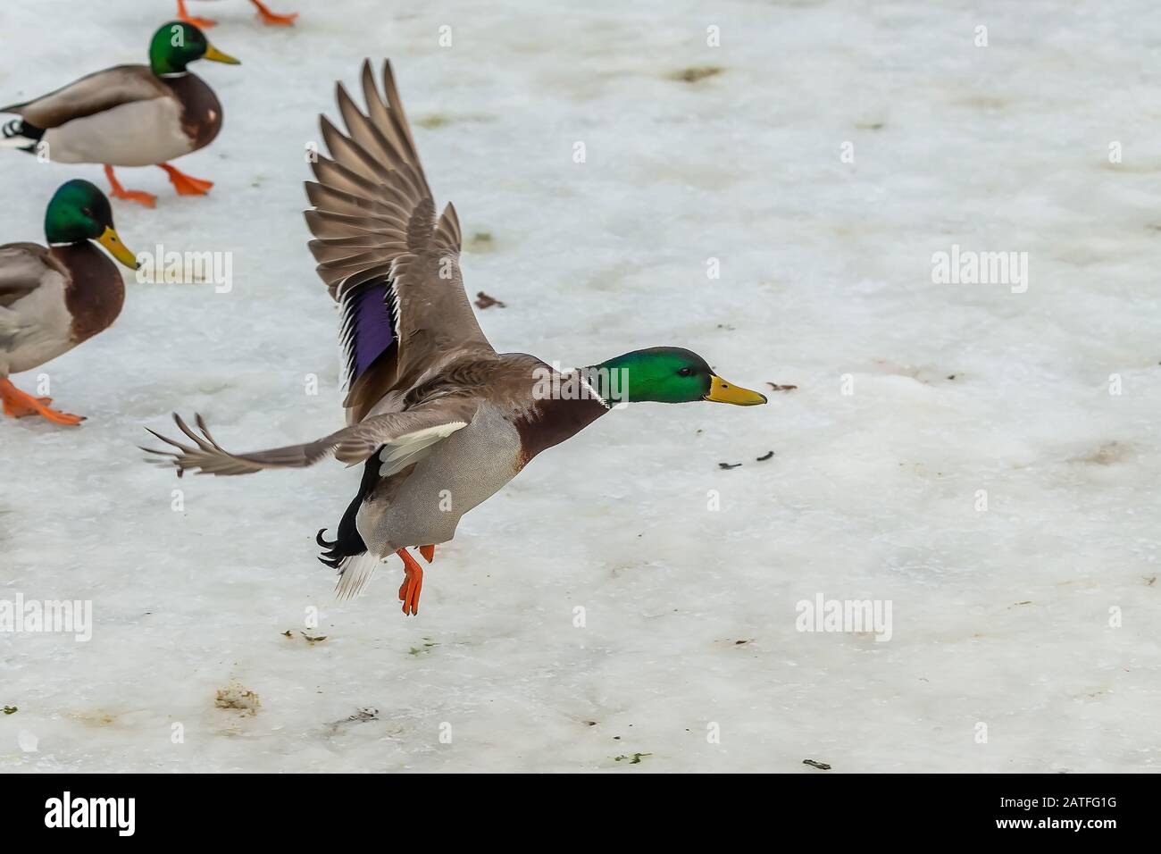 Duck. Mallard duck in flight.Natural scene from wisconsin conservation ...