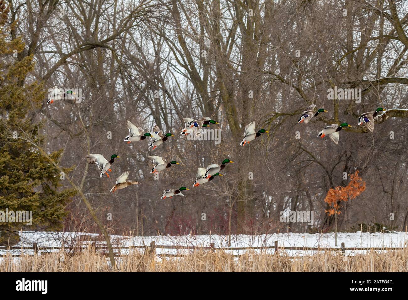 Duck. Flock mallard ducks in flight.Natural scene from conservation ...