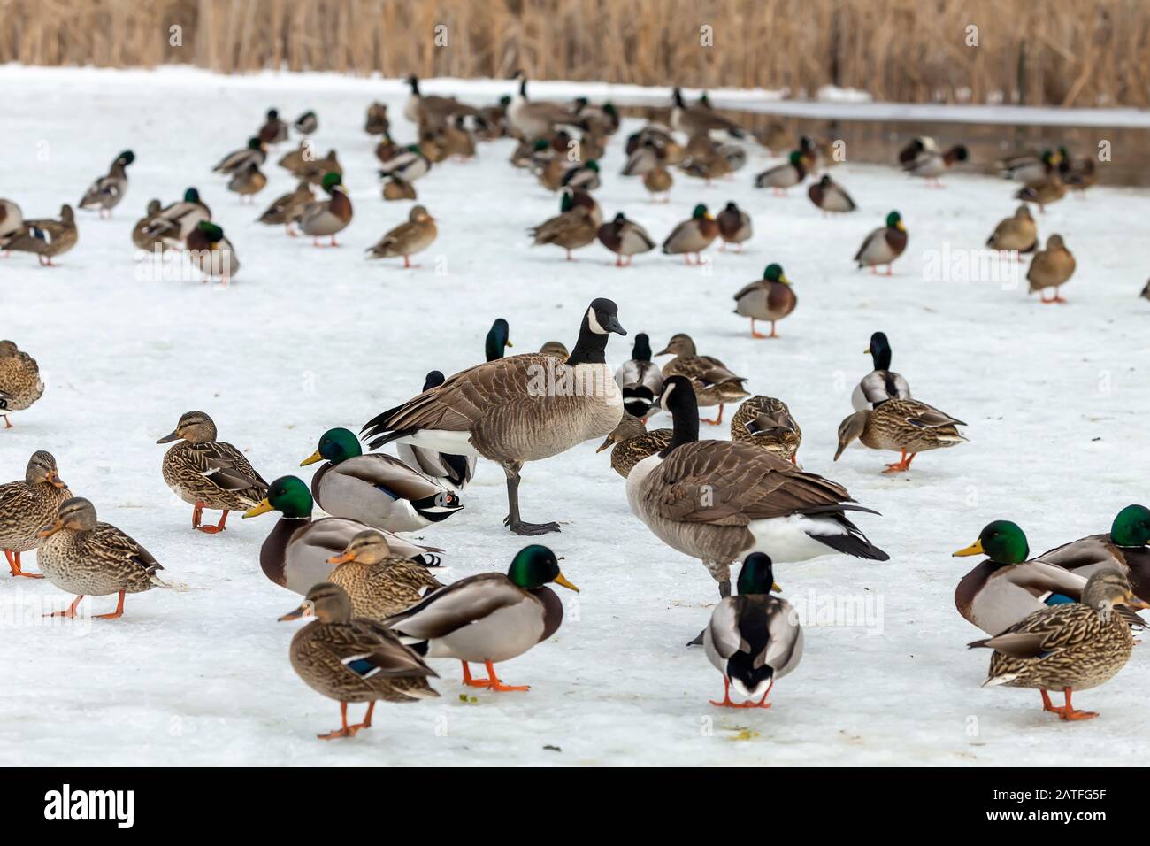 Mallard duck corn hi-res stock photography and images - Alamy