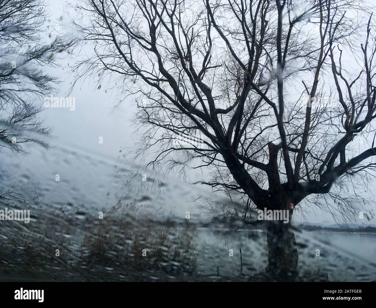 A bare tree seen through a car windshield on a rainy winter day ...