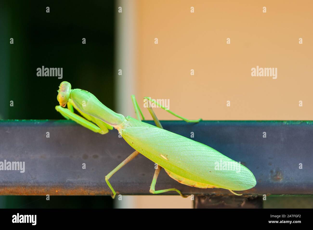 The green mantis sits on the railings of the veranda in the background ...